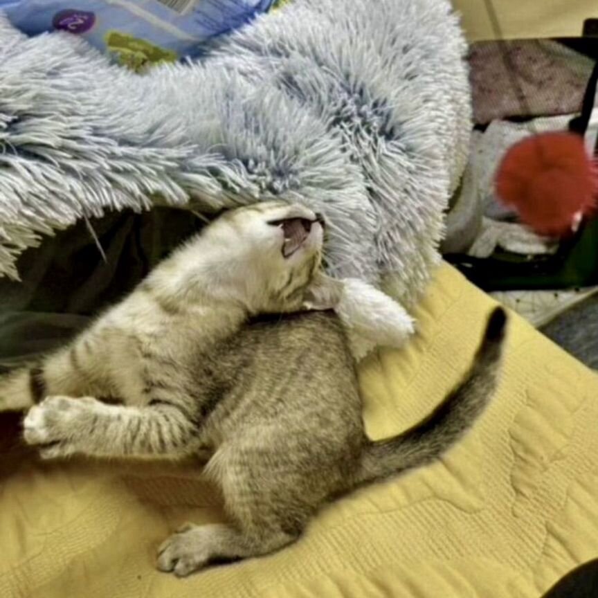 Котёнок в добрые руки