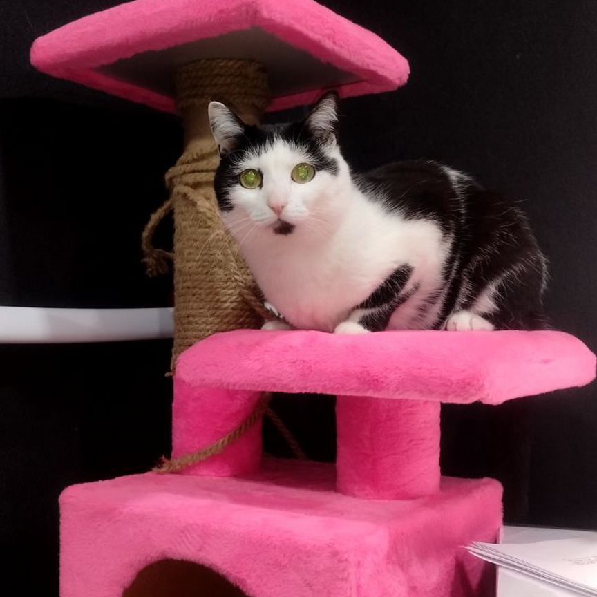 Лежанка для кота