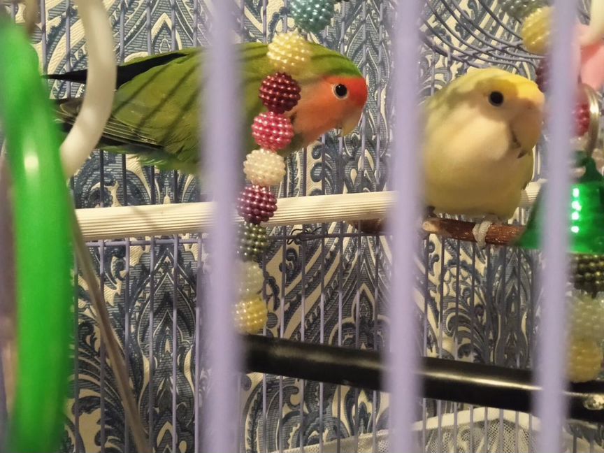 Отдам попугаев неразлучников