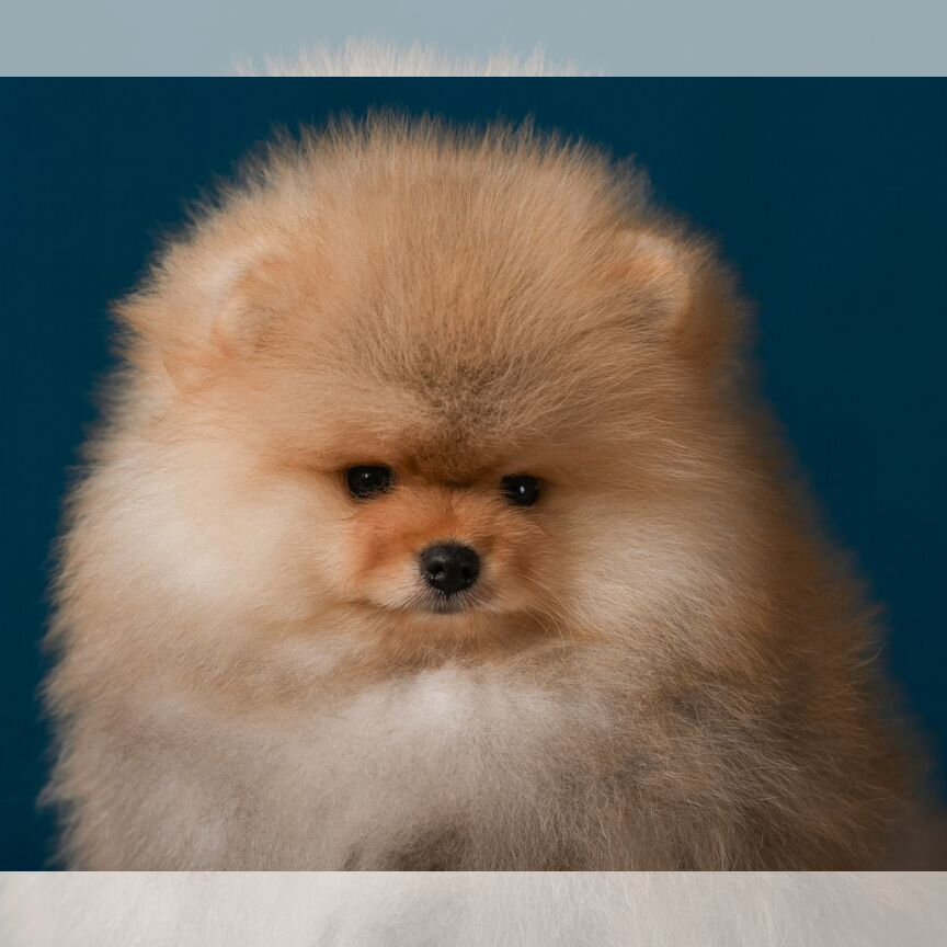 Померанский шпиц, щенок