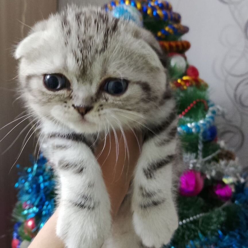 Шотландская