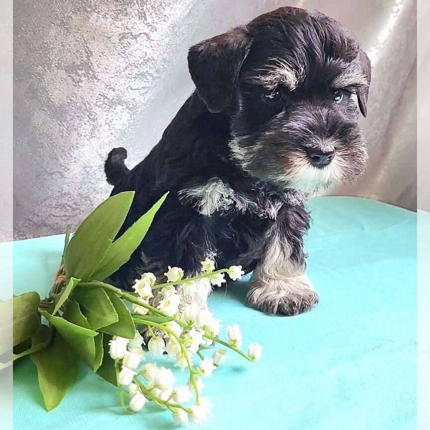 Цвергшнауцер, щенок