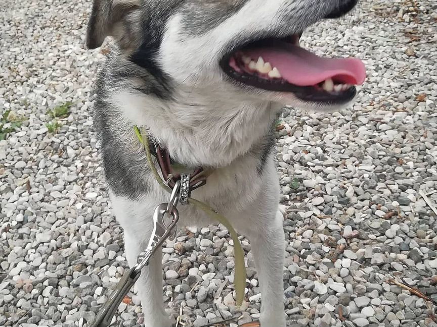 Собака мальчик 5 лет ищет семью