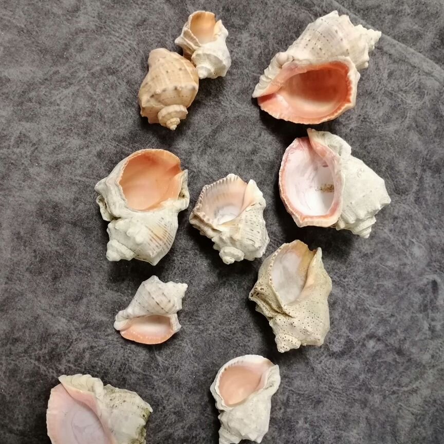 Ракушка рапан