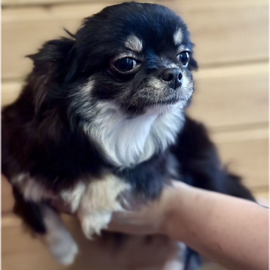 Чихуахуа девочка