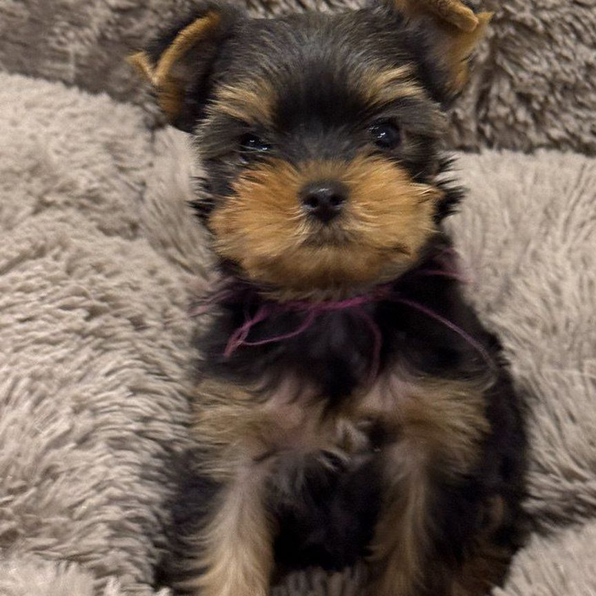 Йоркширский терьер, щенок