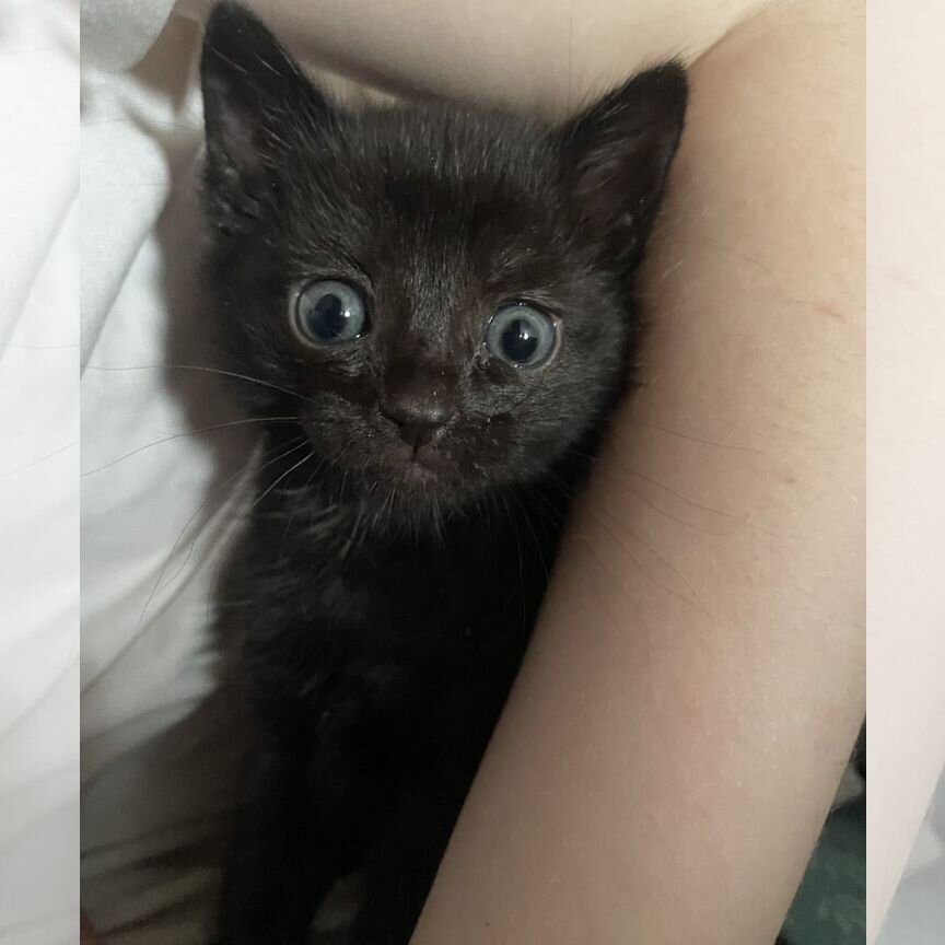 Котенок 1.2 месяца