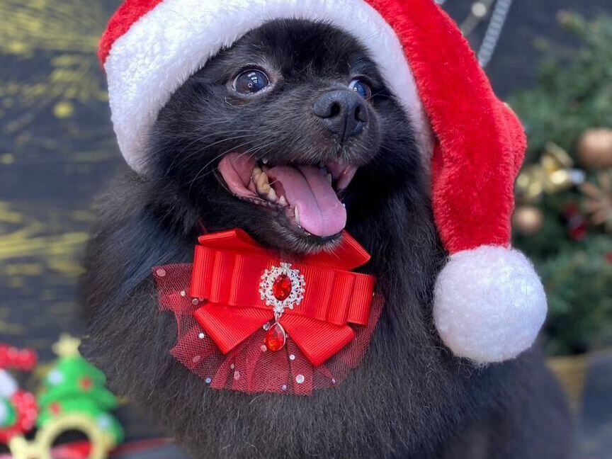 Молодой жених