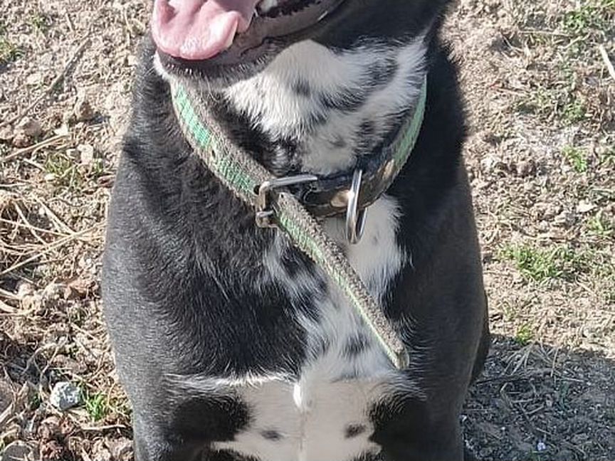 Собака стерилизованная умница подросток