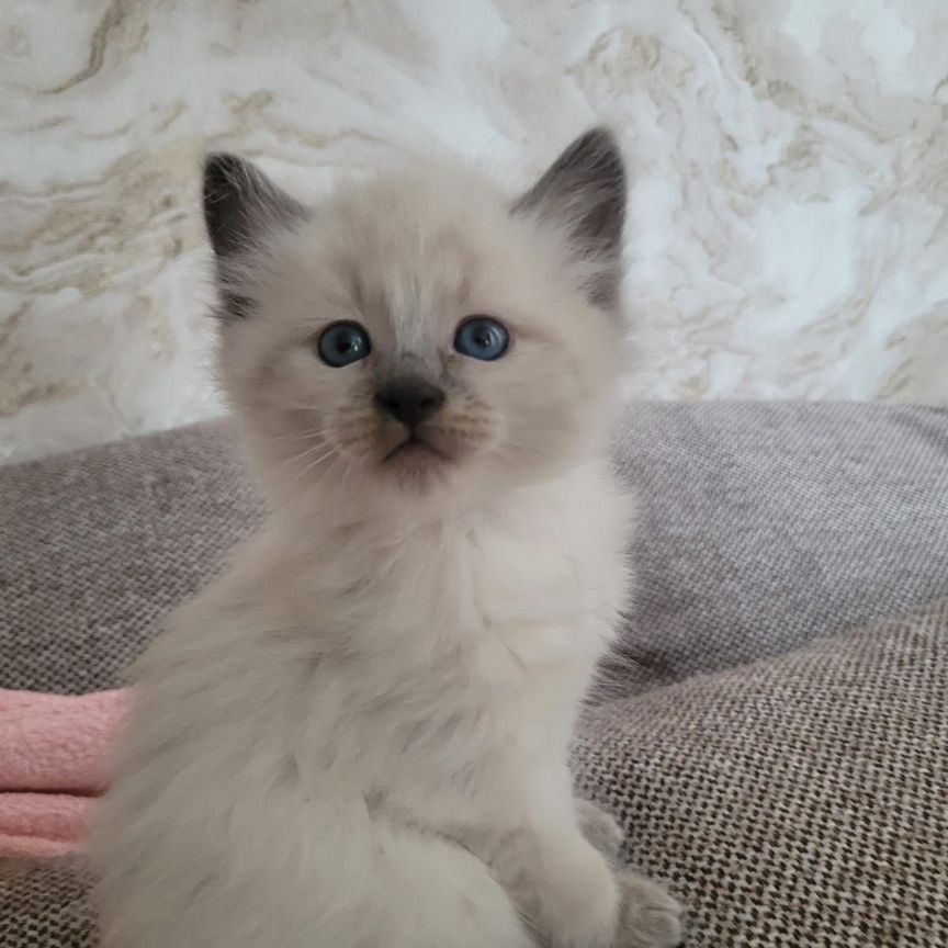 Невские маскарадные котята