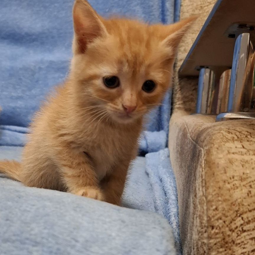 Отдам в добрые руки кошечку, 1.5 мес