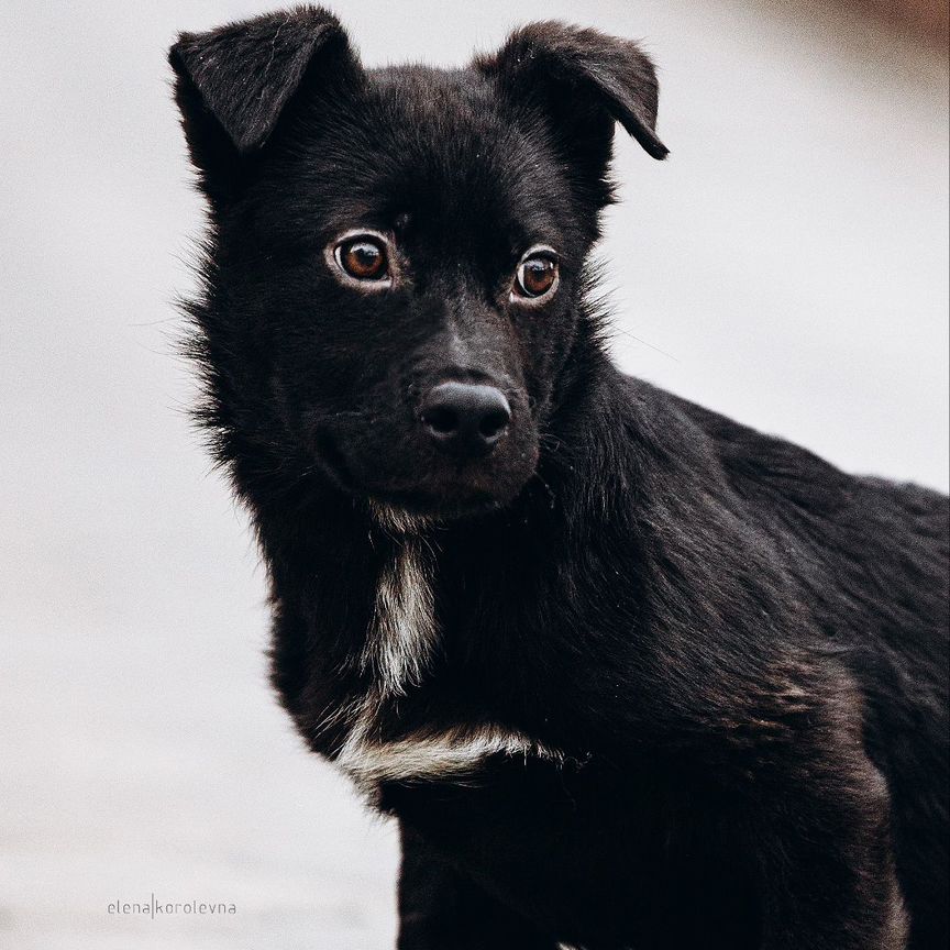 Щенок в добрые руки