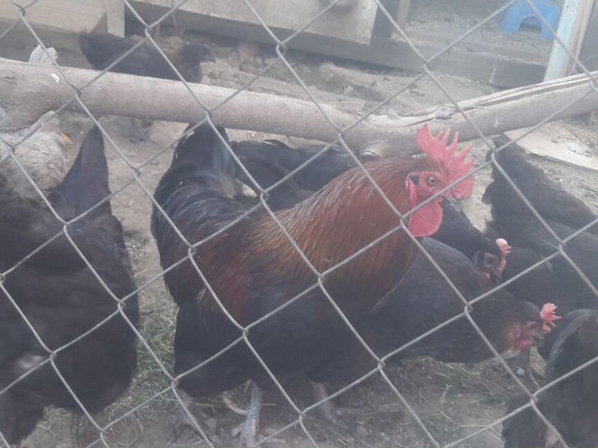 Молодые петухи