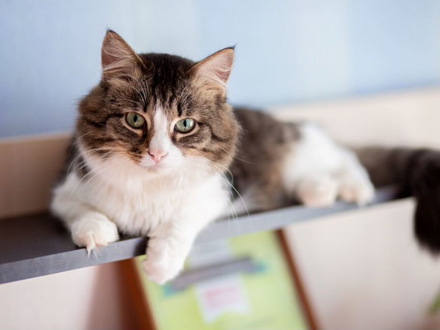 Котик в добрые руки