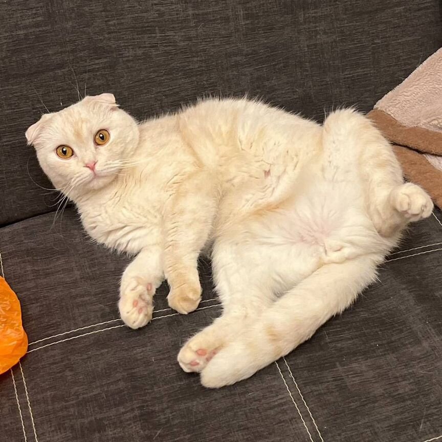 Отдадим котов в добрые руки