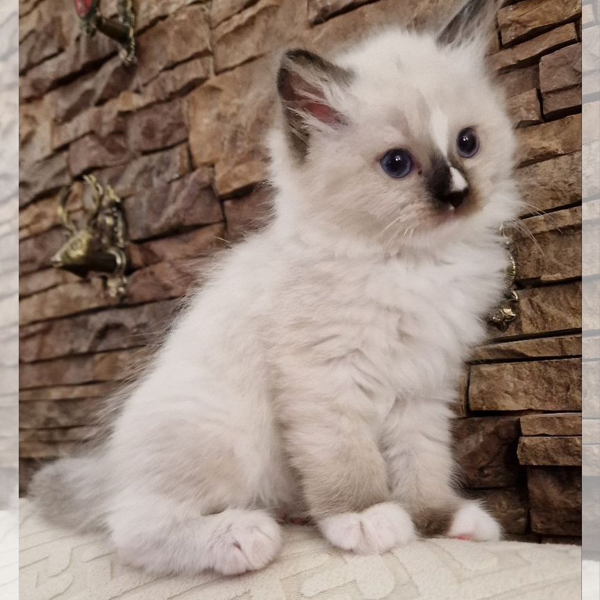 Рэгдолл котёнок