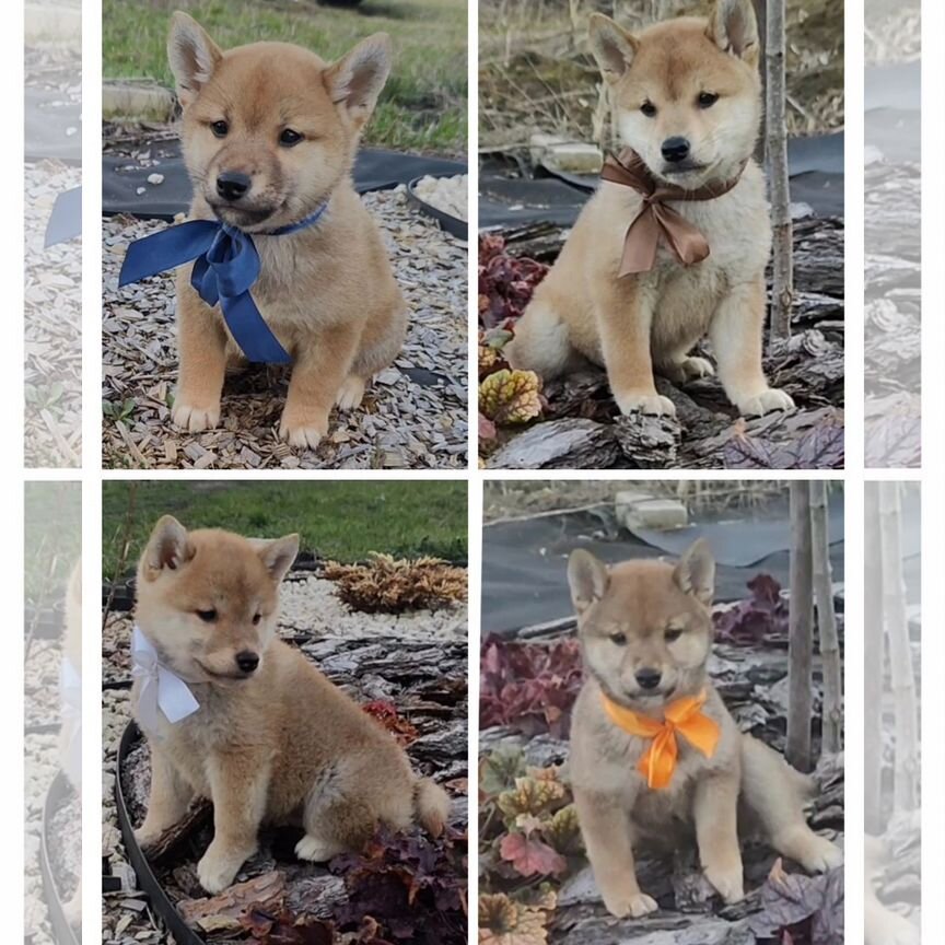 Сиба-ину, щенок