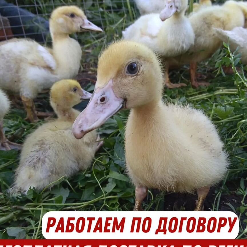 Утки ст 5 вакцинированные оптом с доставкой