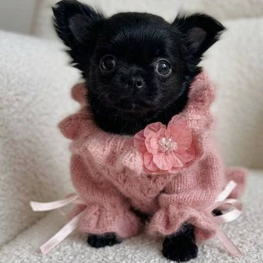 Чихуахуа, щенок