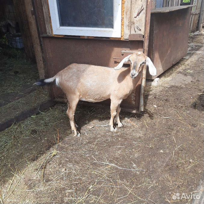 Козлята смесь ламонча с нубийцем