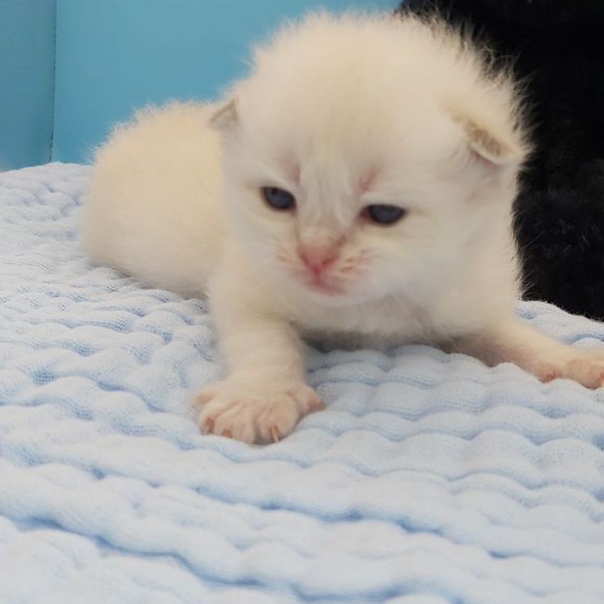 Котята с питомника