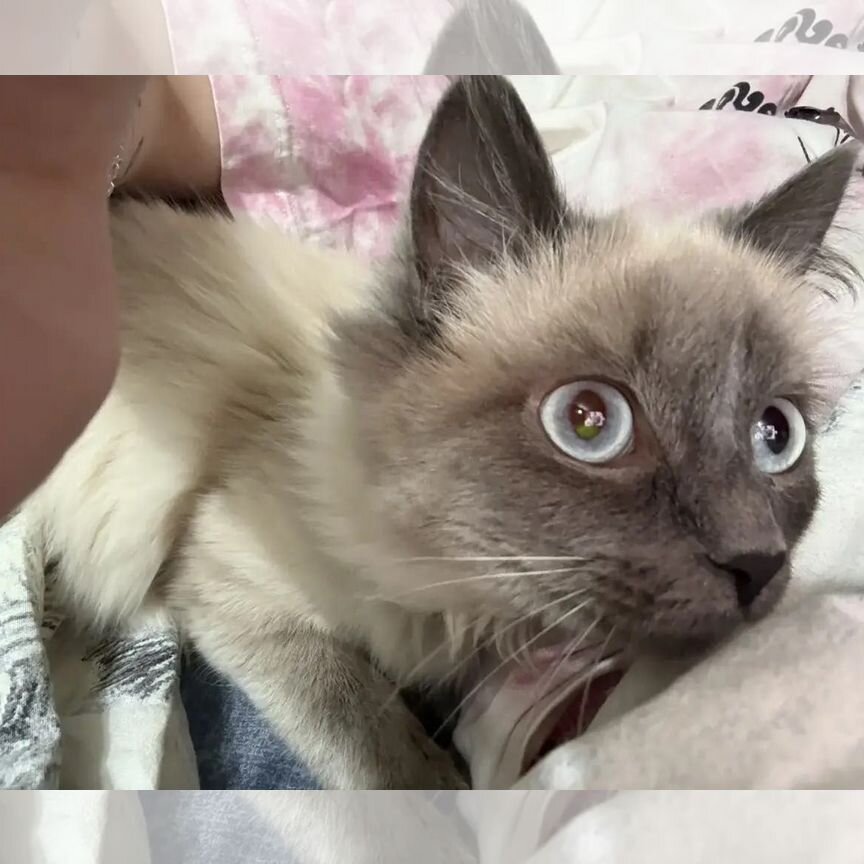 Котёнок в добрые руки