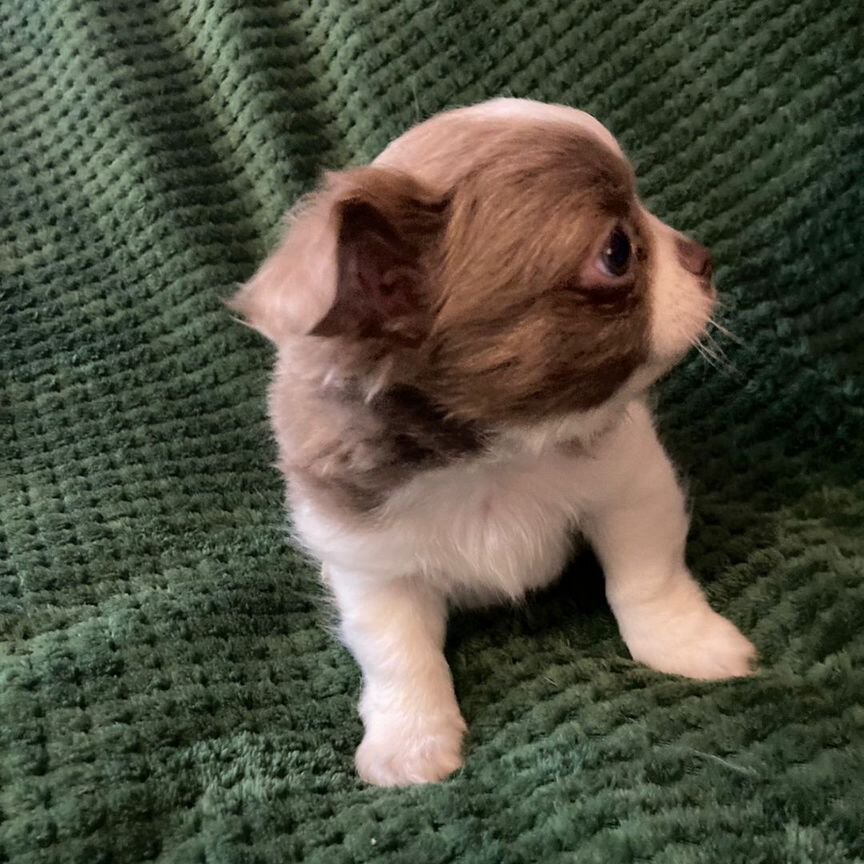 Щенки чихуахуа