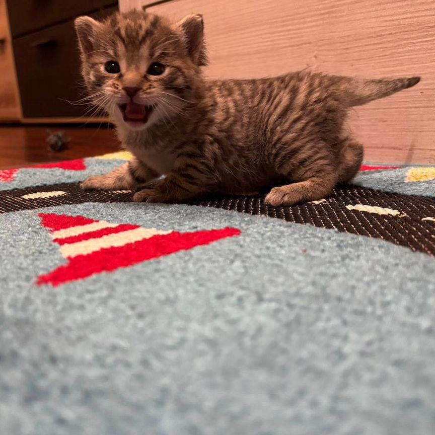 Котёнок в добрые руки