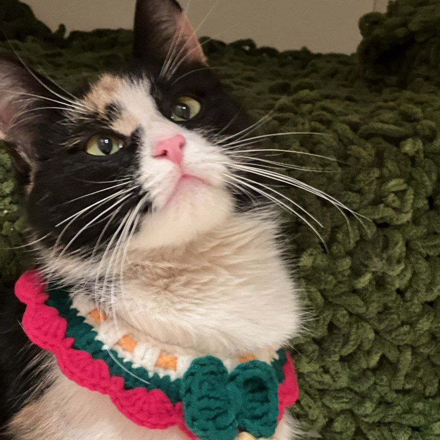 Европейский короткошёрстный котёнок