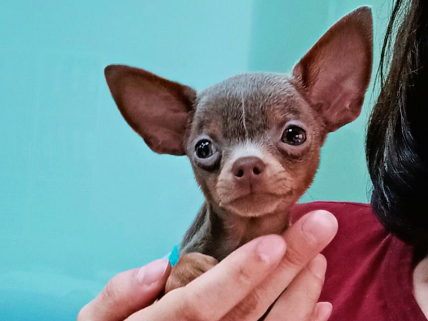 Мини мальчик Русского тоя