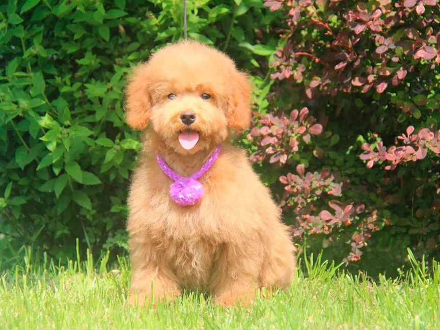 Той-пудель щенок девочка