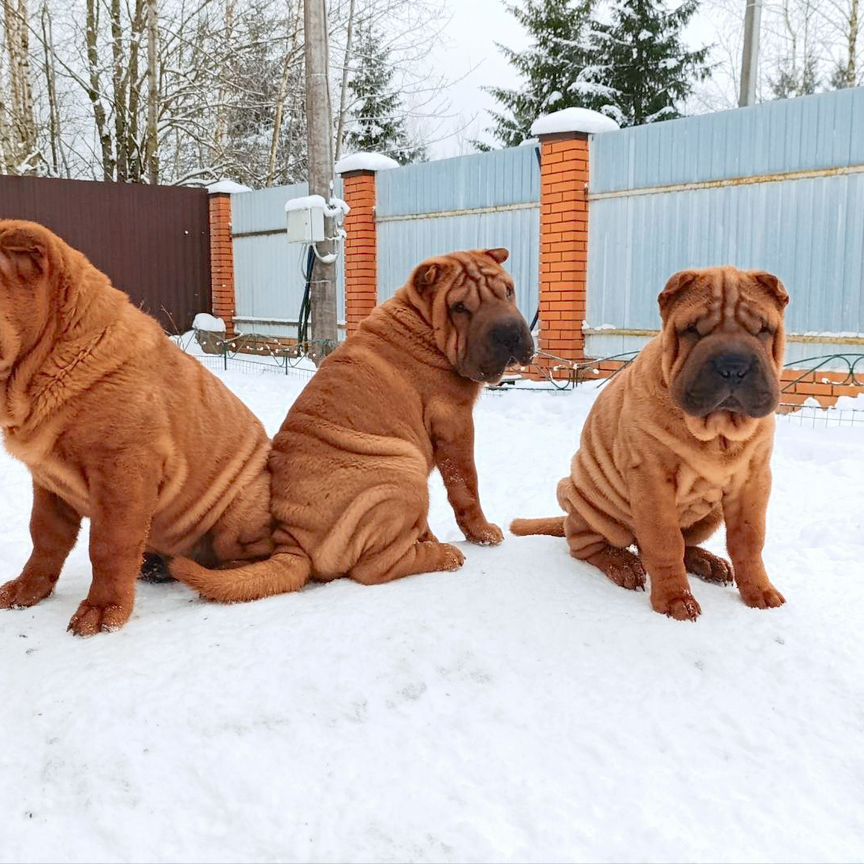 Щенки шарпей