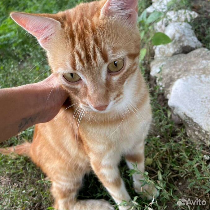 Котик. окрас бенгала. Ставрополь. в ручки