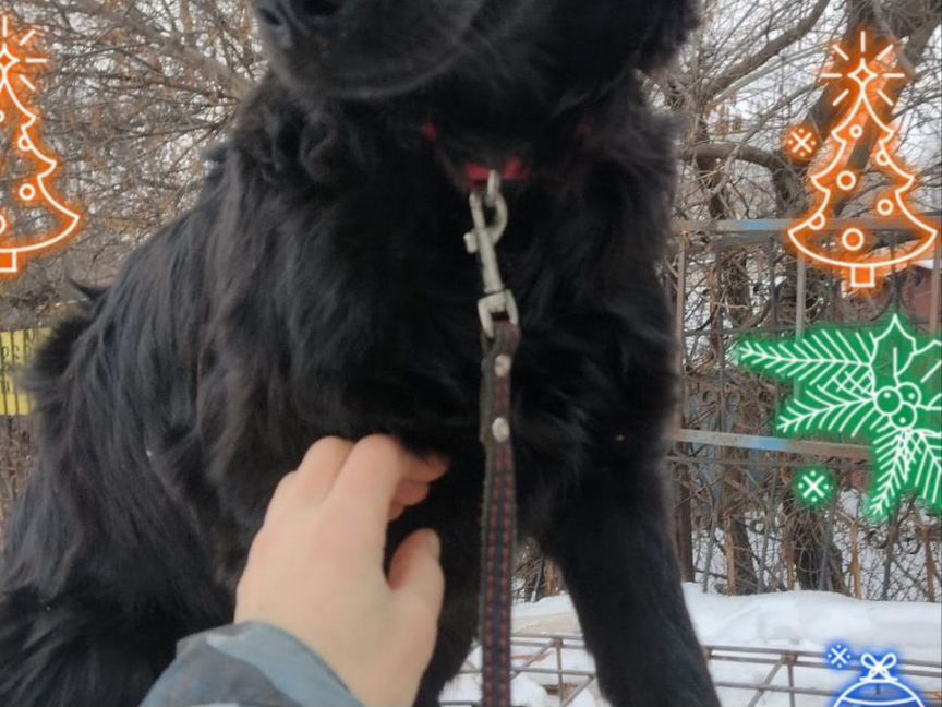 Щенки спаниельки