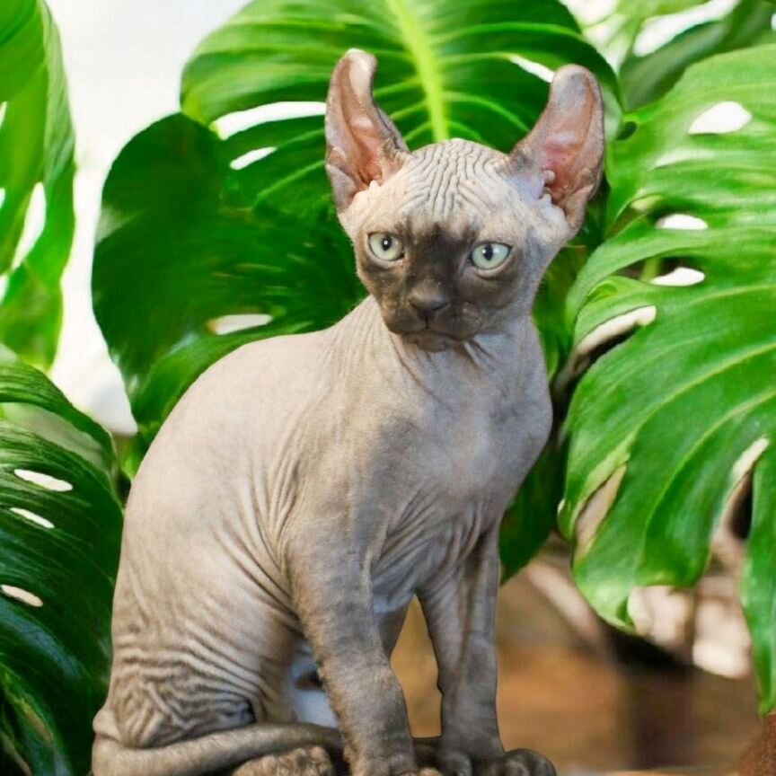Эльфийский сфинкс мальчик котенок