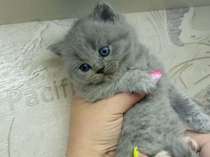 Британские котята