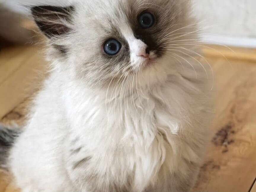 Котята регдолл