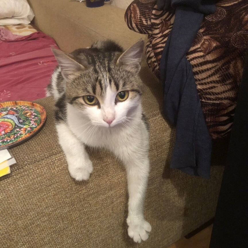 Кот олег