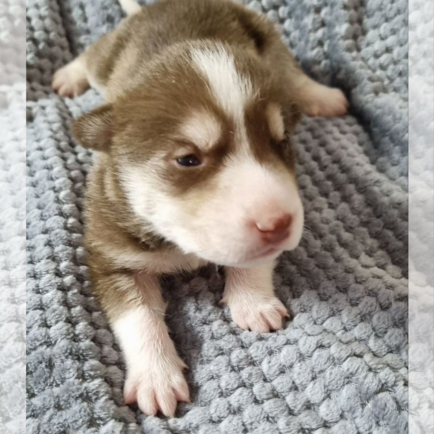 Щенок в добрые руки