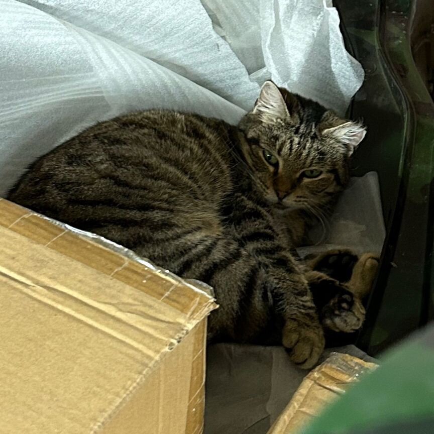 Кошка ищет дом