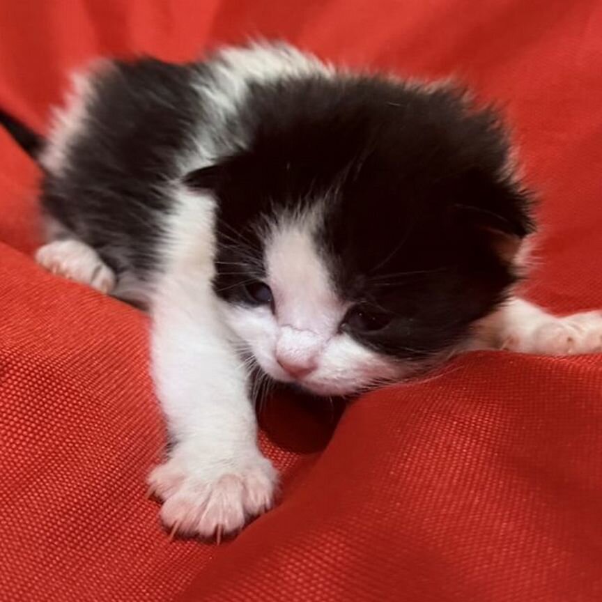 Котёнок в добрые руки