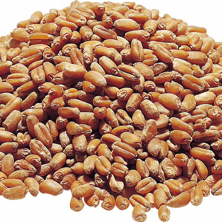 Зерно пшеница в мешках