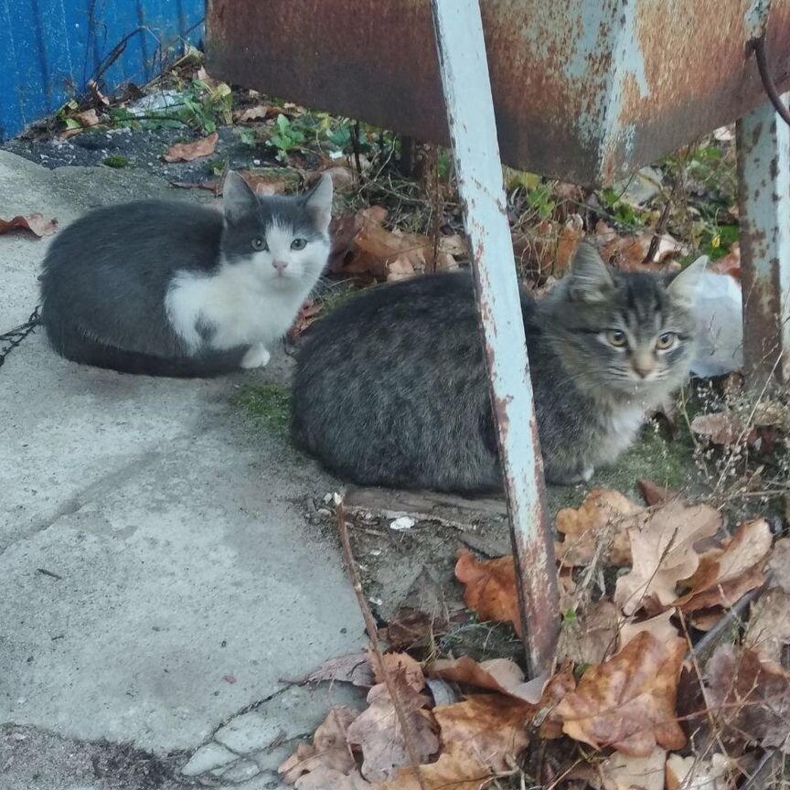 Котята ищут дом