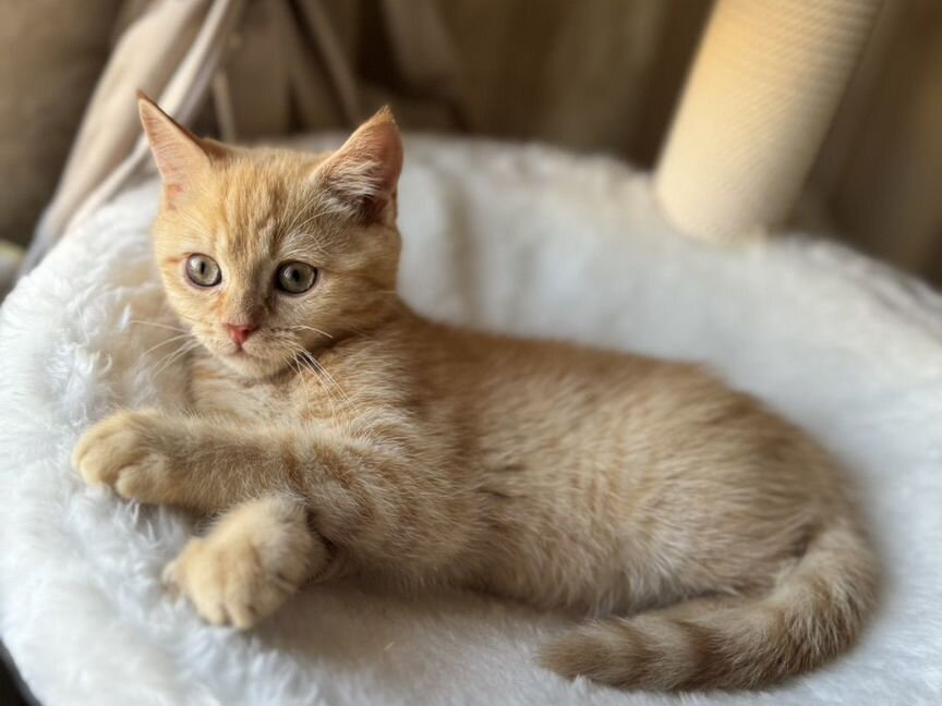 Шотландский котик