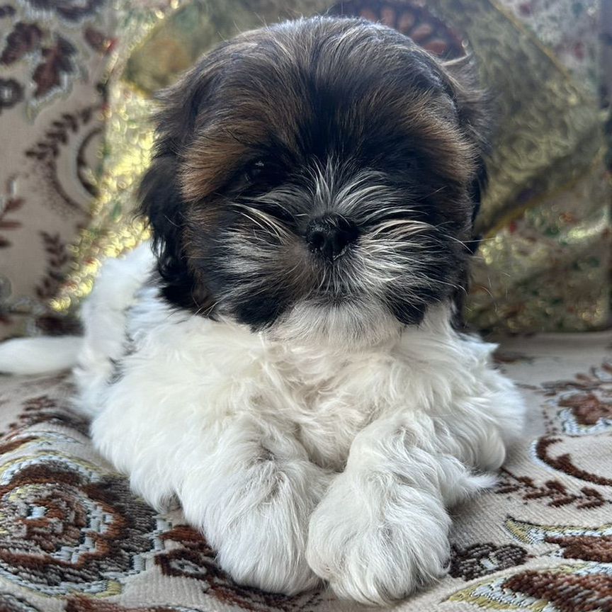 Кукольные малыши шит цу