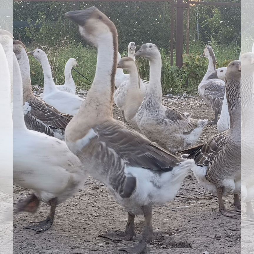 Гуси разных пород