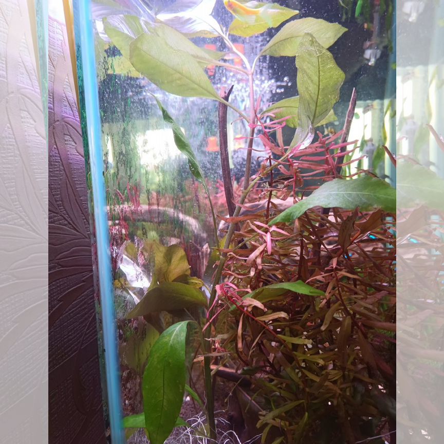 Аквариумные растения - прополка