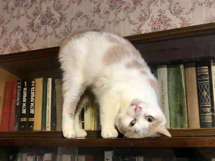 Кот обормот