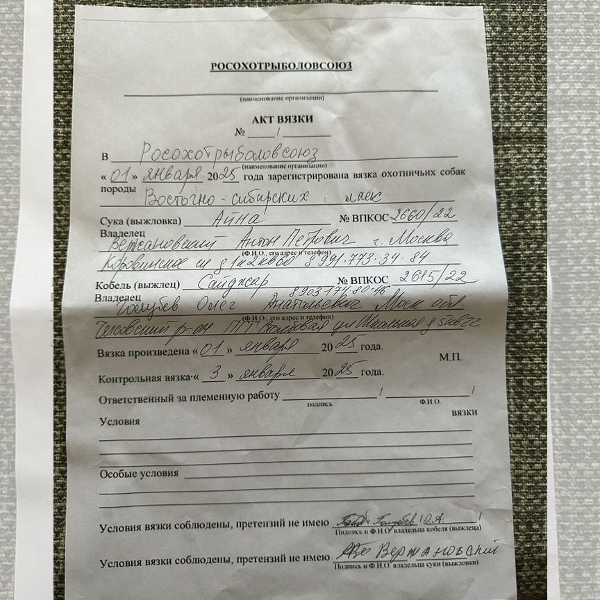 Щенки восточносибирской лайки