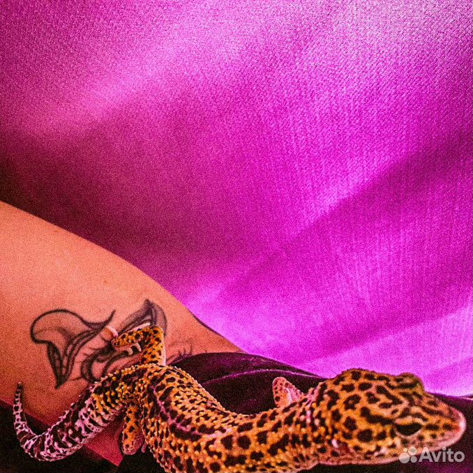 Ящерица эублефар